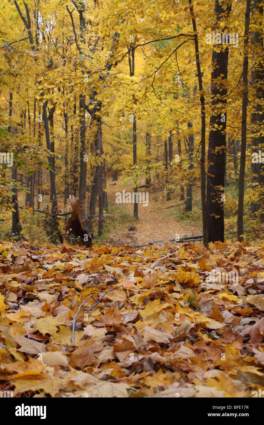 Golden Forest Path in Autumn Stock Photo - Alamy