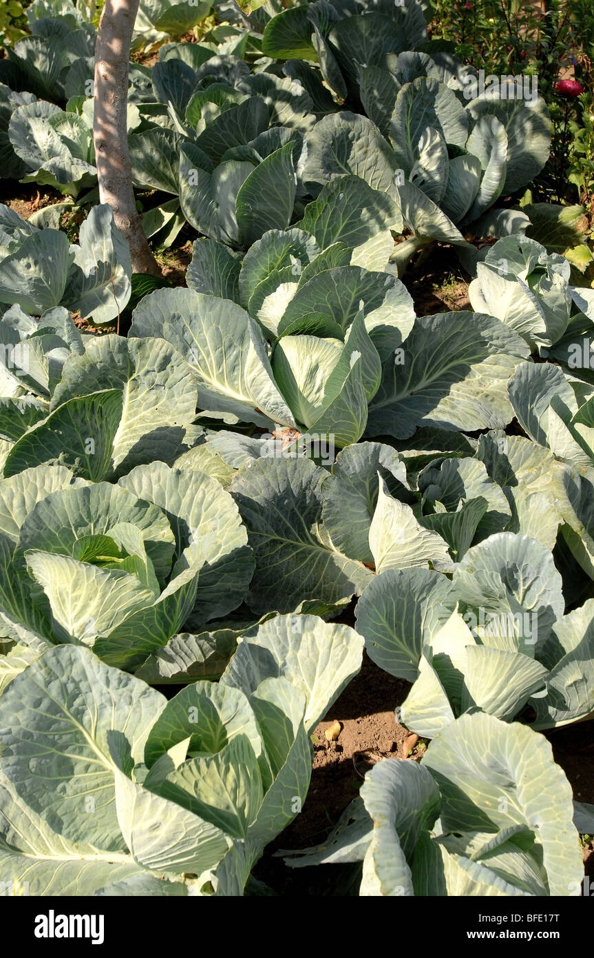 vegetables - kohlrabi (German Turnip) (Brassica oleracea Gongylodes ...