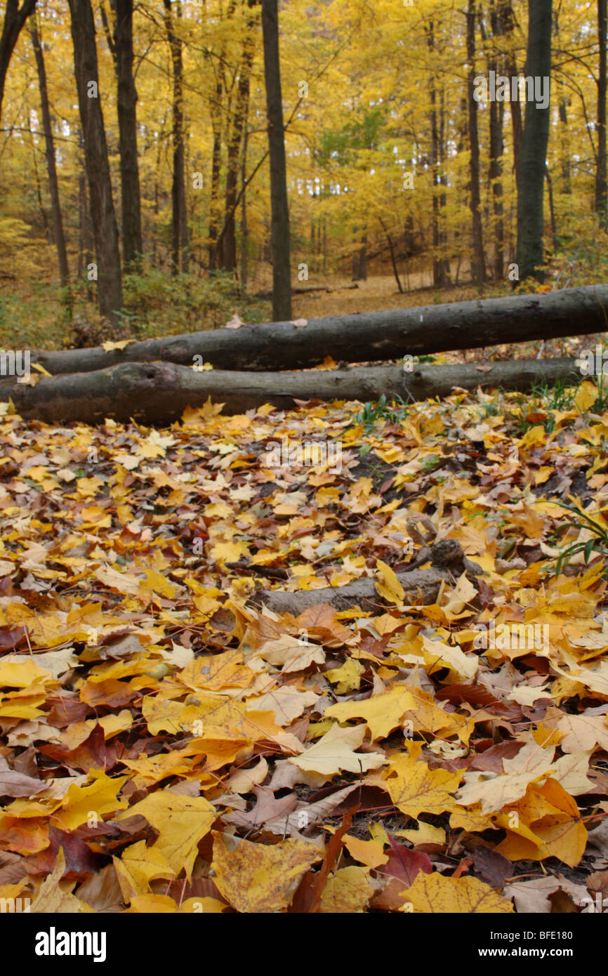 Branches stand maple trees hi-res stock photography and images - Alamy
