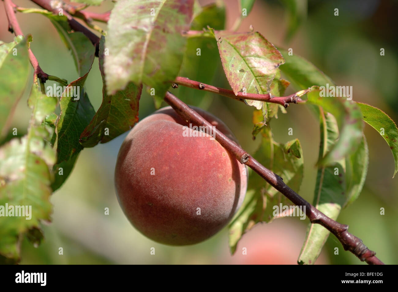 Peach tree hi-res stock photography and images - Alamy