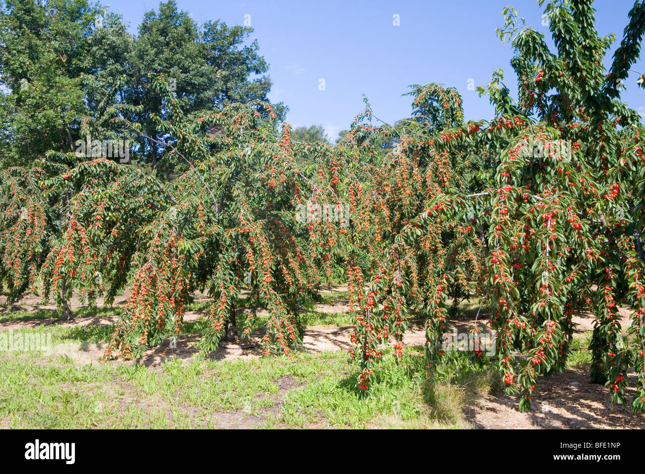 Cherry orchard in full hi-res stock photography and images - Alamy