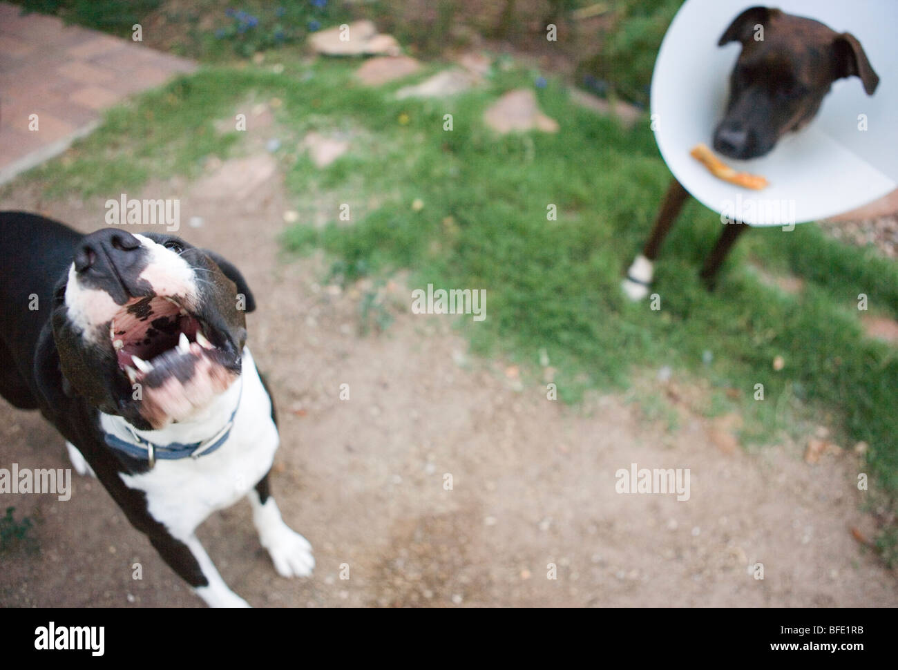 Dog Barking Stock Photos & Dog Barking Stock Images - Alamy