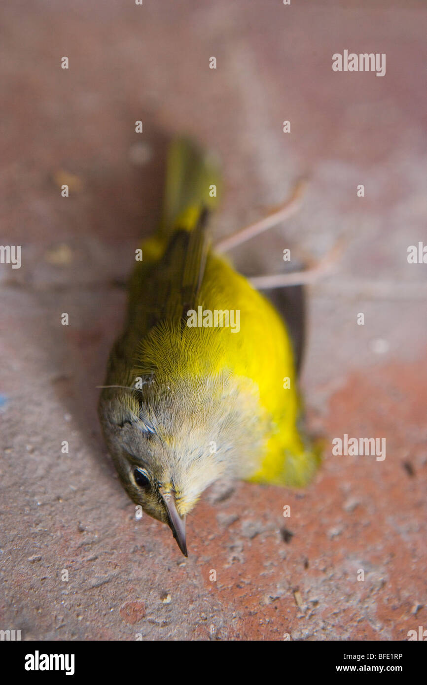 dead yellow finch Stock Photo - Alamy