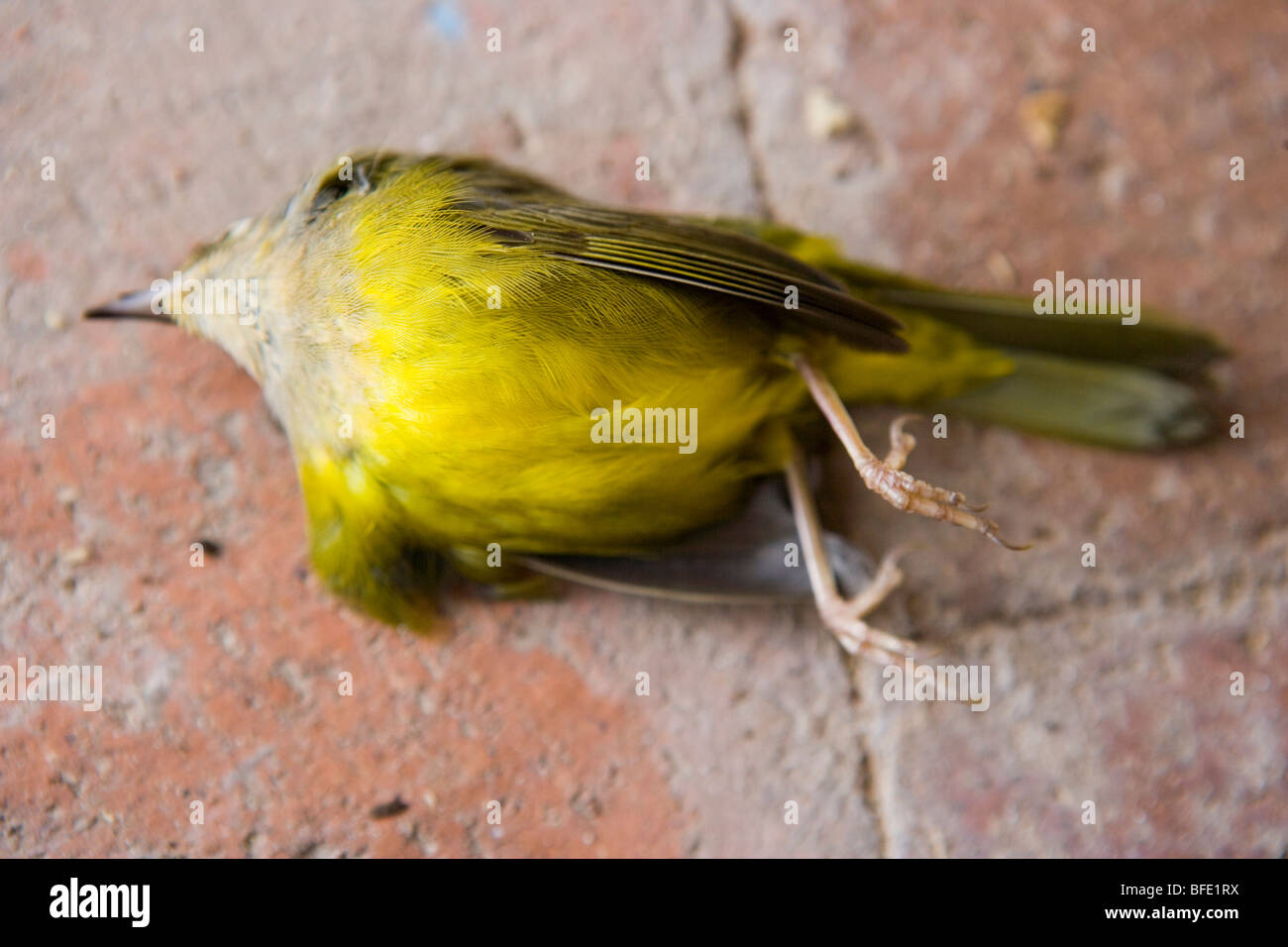body of yellow finch on the ground, closeup of feet Stock Photo - Alamy
