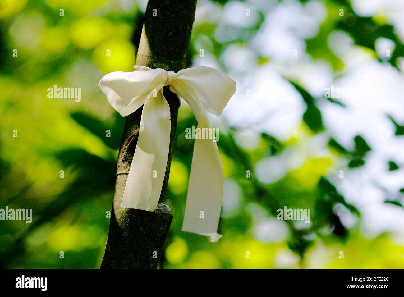 White ribbon tied to a tree Stock Photo - Alamy