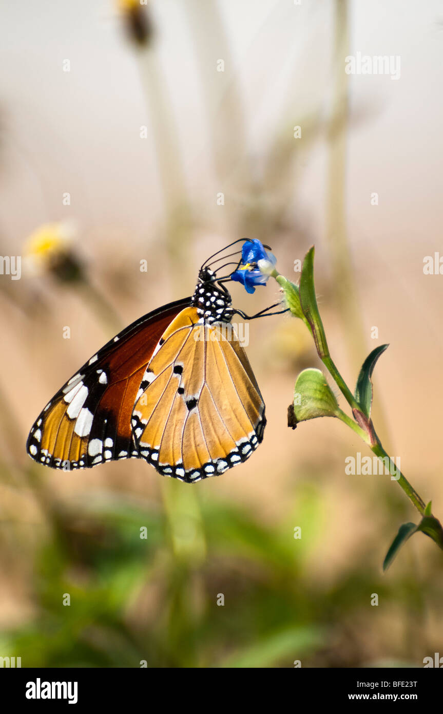 Plain tiger butterfly hi-res stock photography and images - Alamy