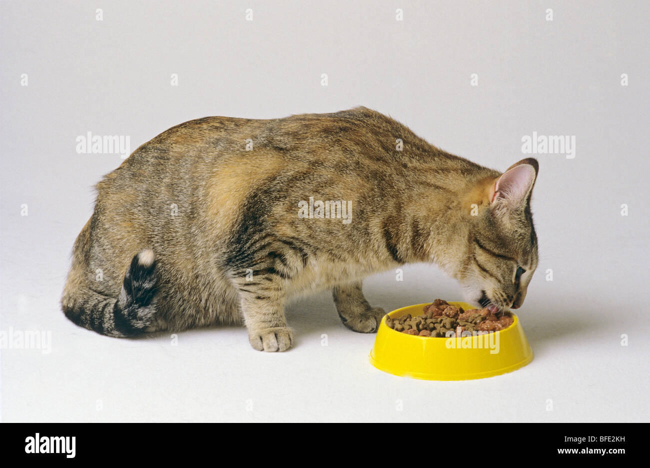 Pet food bowl cat Cut Out Stock Images & Pictures - Alamy