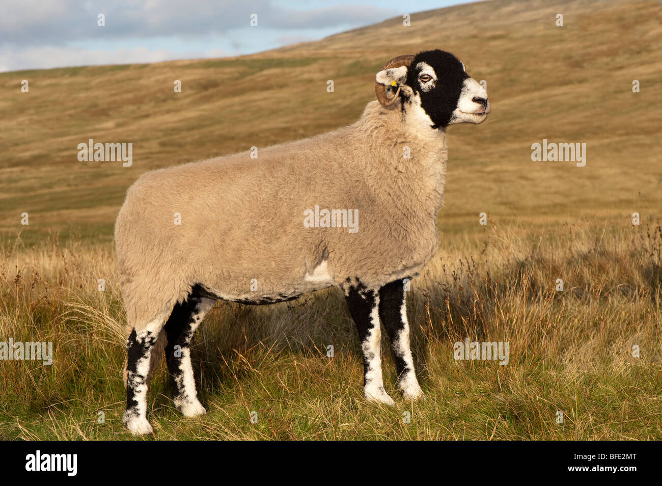 Swaledale sheep hi-res stock photography and images - Alamy