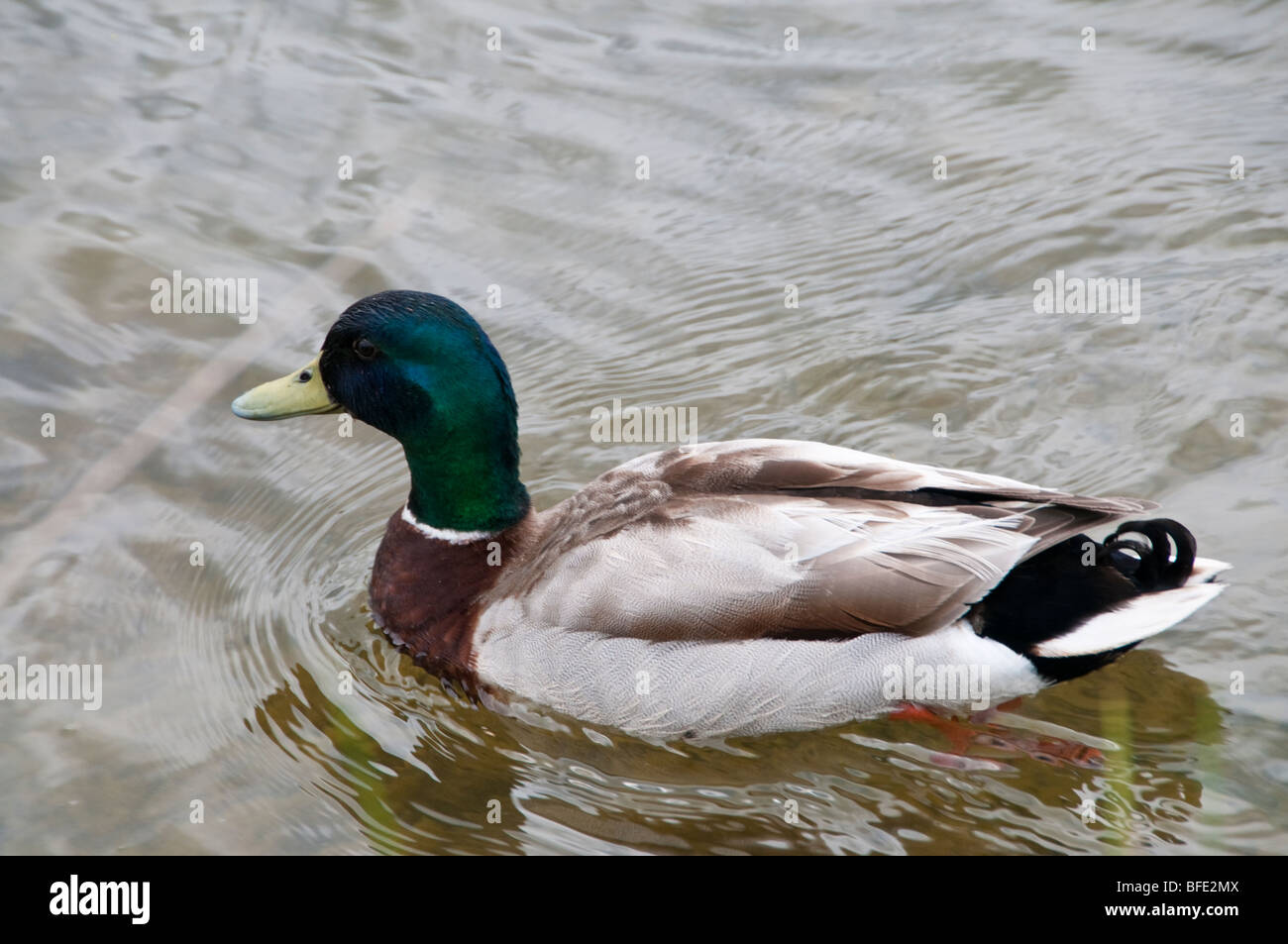 Mallard duck on a country park lake Stock Photo - Alamy