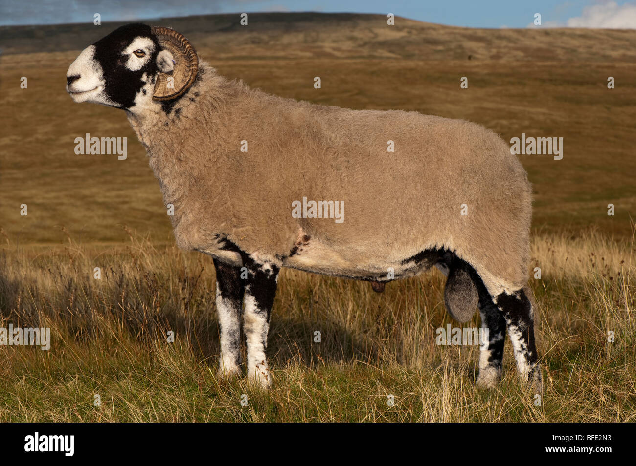 Swaledale tup on moorland Stock Photo - Alamy