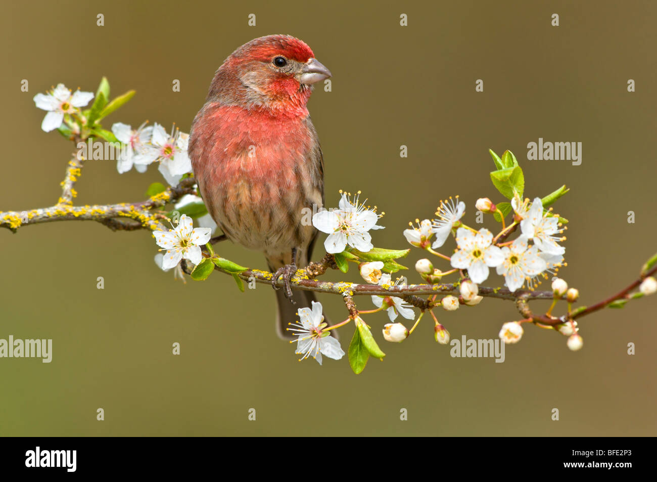 House finch (Carpodacus mexicanus) on flowering plum tree branch ...
