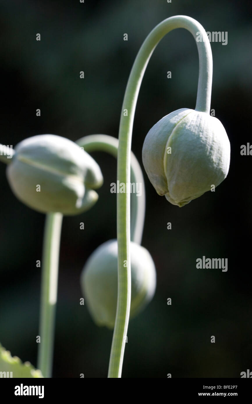Three Poppy buds Stock Photo - Alamy
