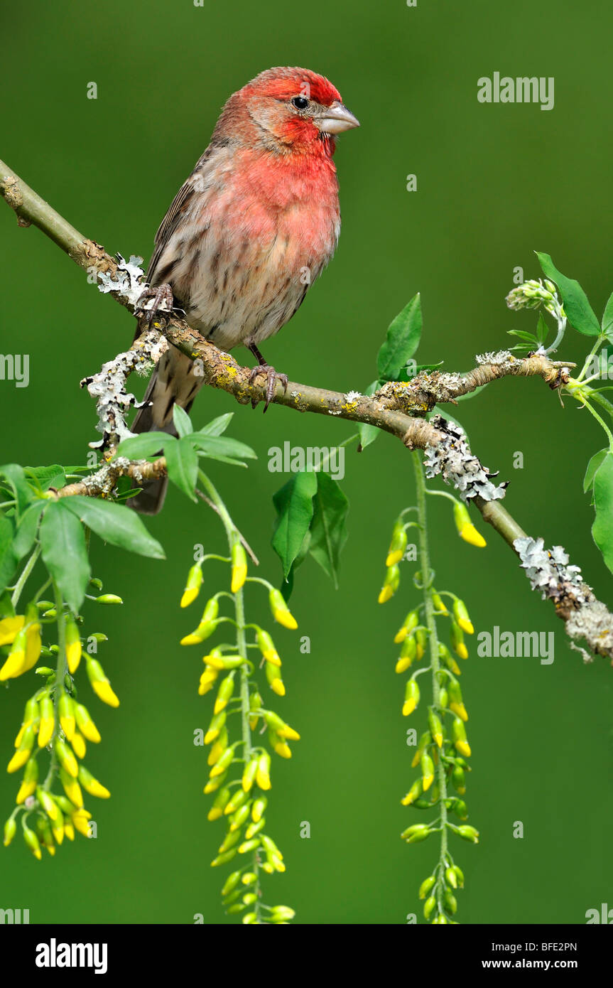House finch (Carpodacus mexicanus) on flowering laburnum tree branch ...