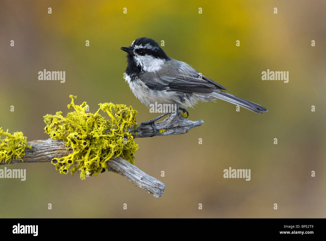 Mountain chickadee (Poecile gambeli) on perch in Deschutes National ...