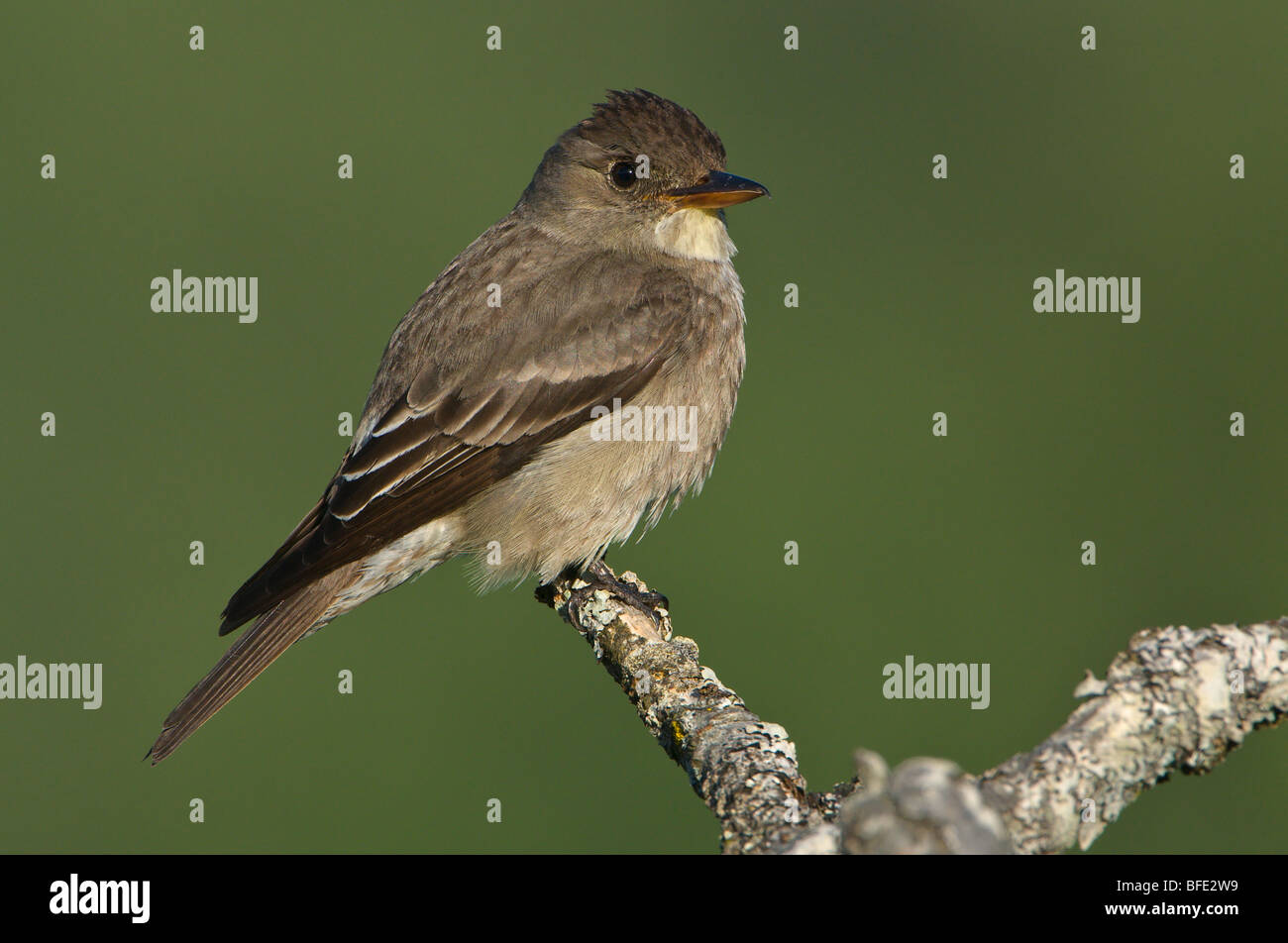 Olive-sided flycatcher (Contopus cooperi) perched on Garry oak branch ...