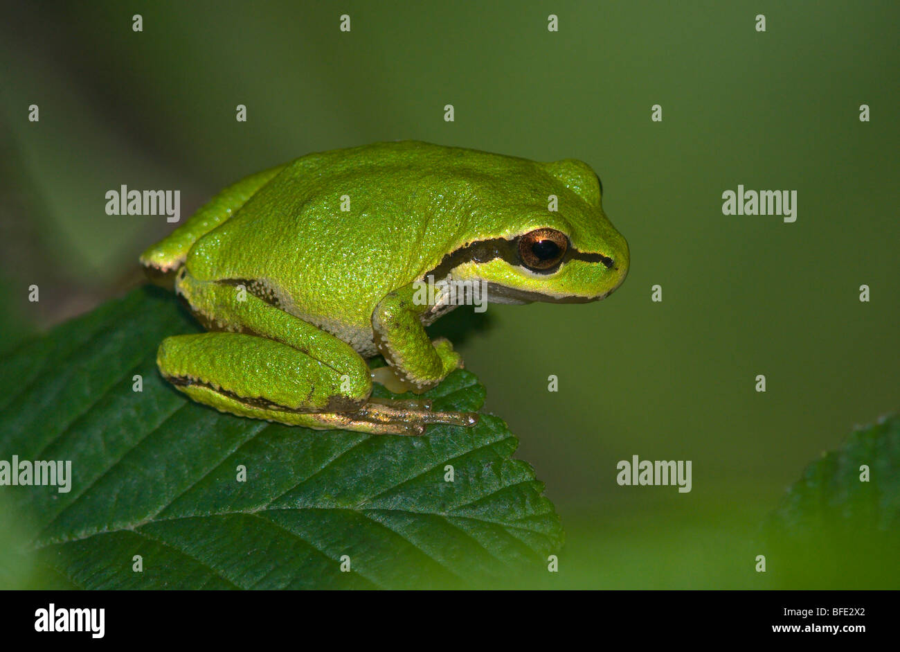 Pacific tree frog (Pseudacris regilla) at Beaver Lake Park, Saanich ...