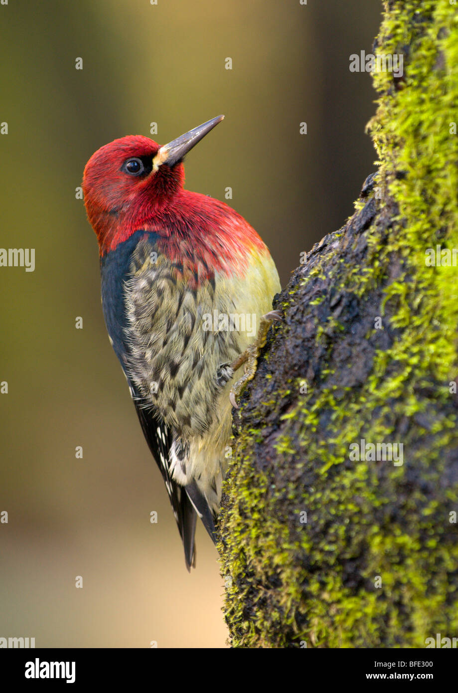 Red-breasted sapsucker (Sphyrapicus ruber)in Goldstream Provincial Park ...