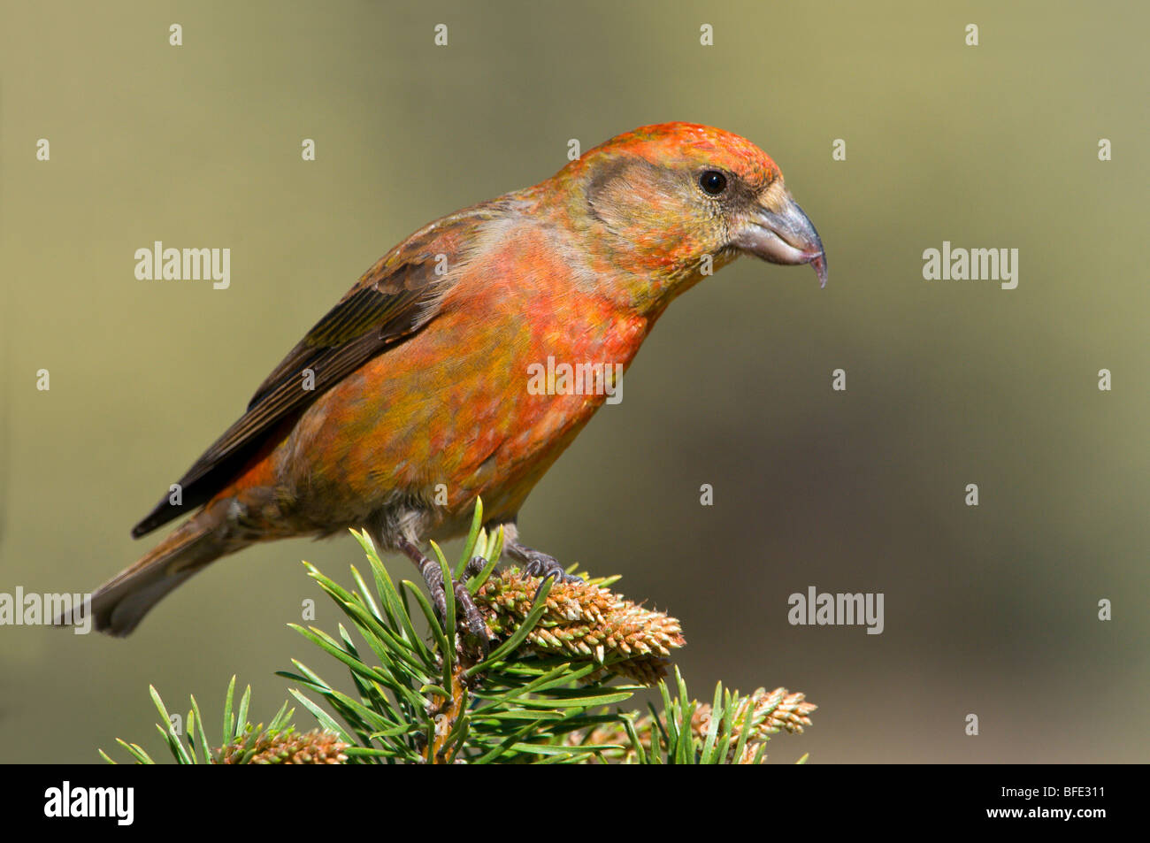 Common crossbill hi-res stock photography and images - Alamy