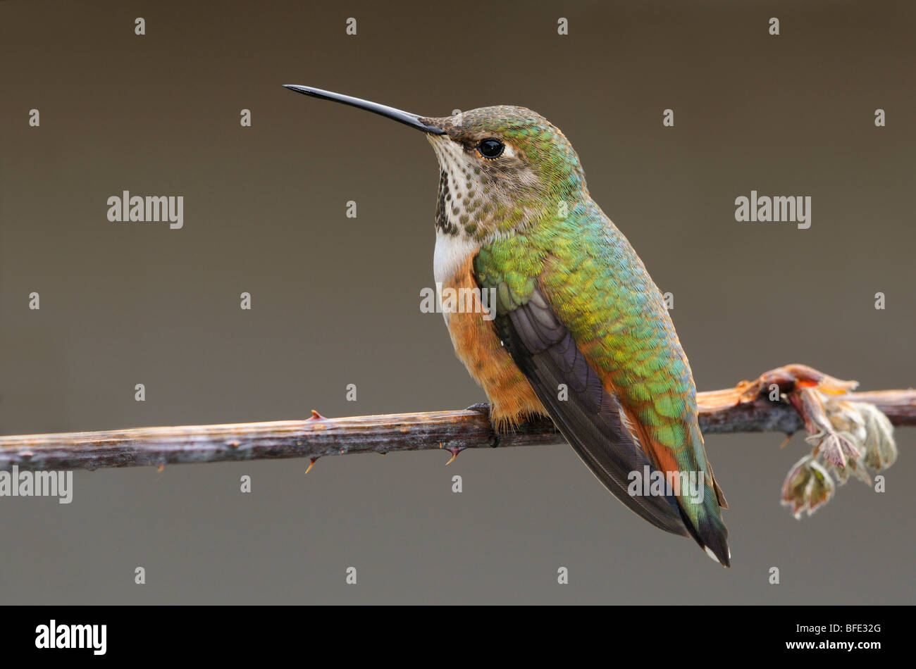 Female rufous hummingbird hi-res stock photography and images - Alamy