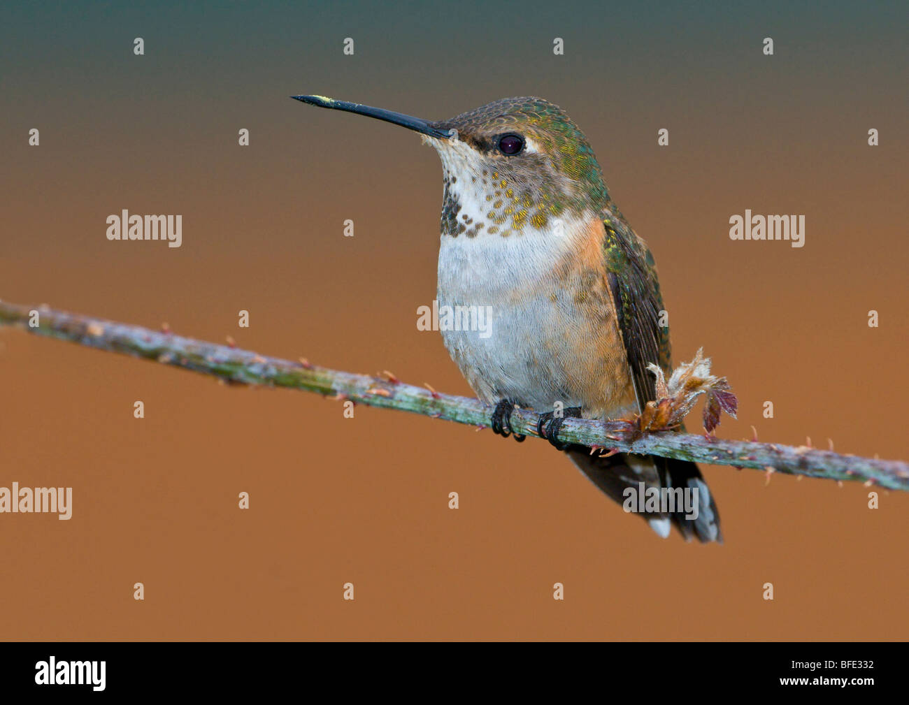 Female rufous hummingbird hi-res stock photography and images - Alamy