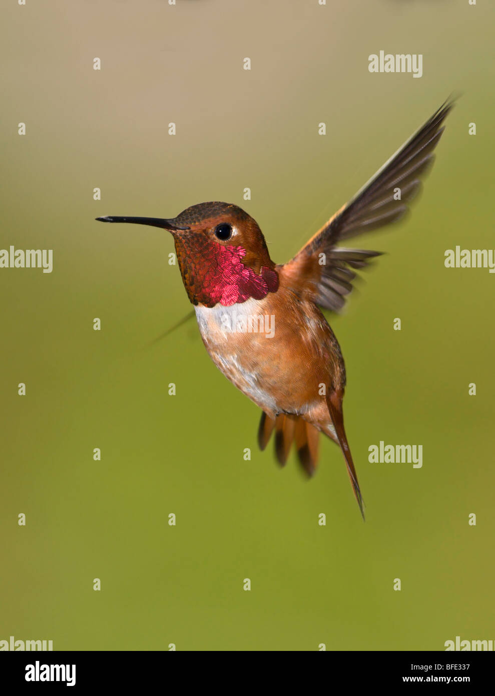Male Rufous hummingbird (Selasphorus rufus) in flight, Victoria ...