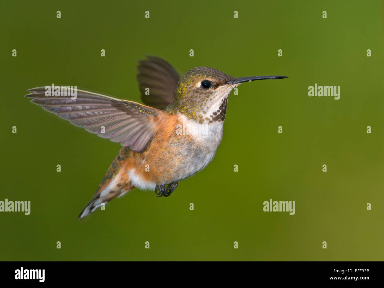 Female Rufous hummingbird (Selasphorus rufus) in flight, Victoria ...