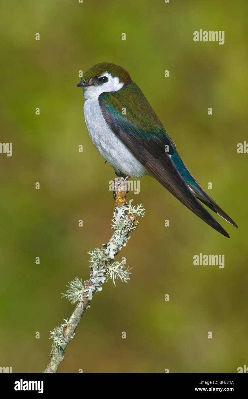 Male Violet-green swallow (Tachycineta thalassina) on perch Victoria ...