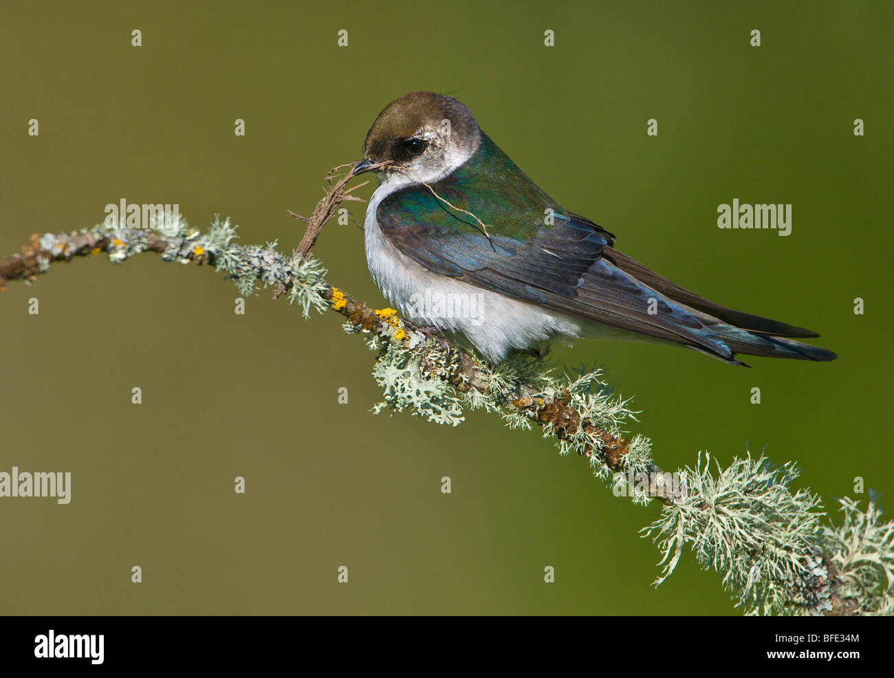 Female violet-green Swallow (Tachycineta thalassina) with nesting ...