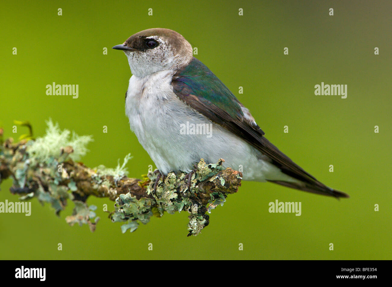 Female violet-green Swallow (Tachycineta thalassina) on perch, Victoria ...