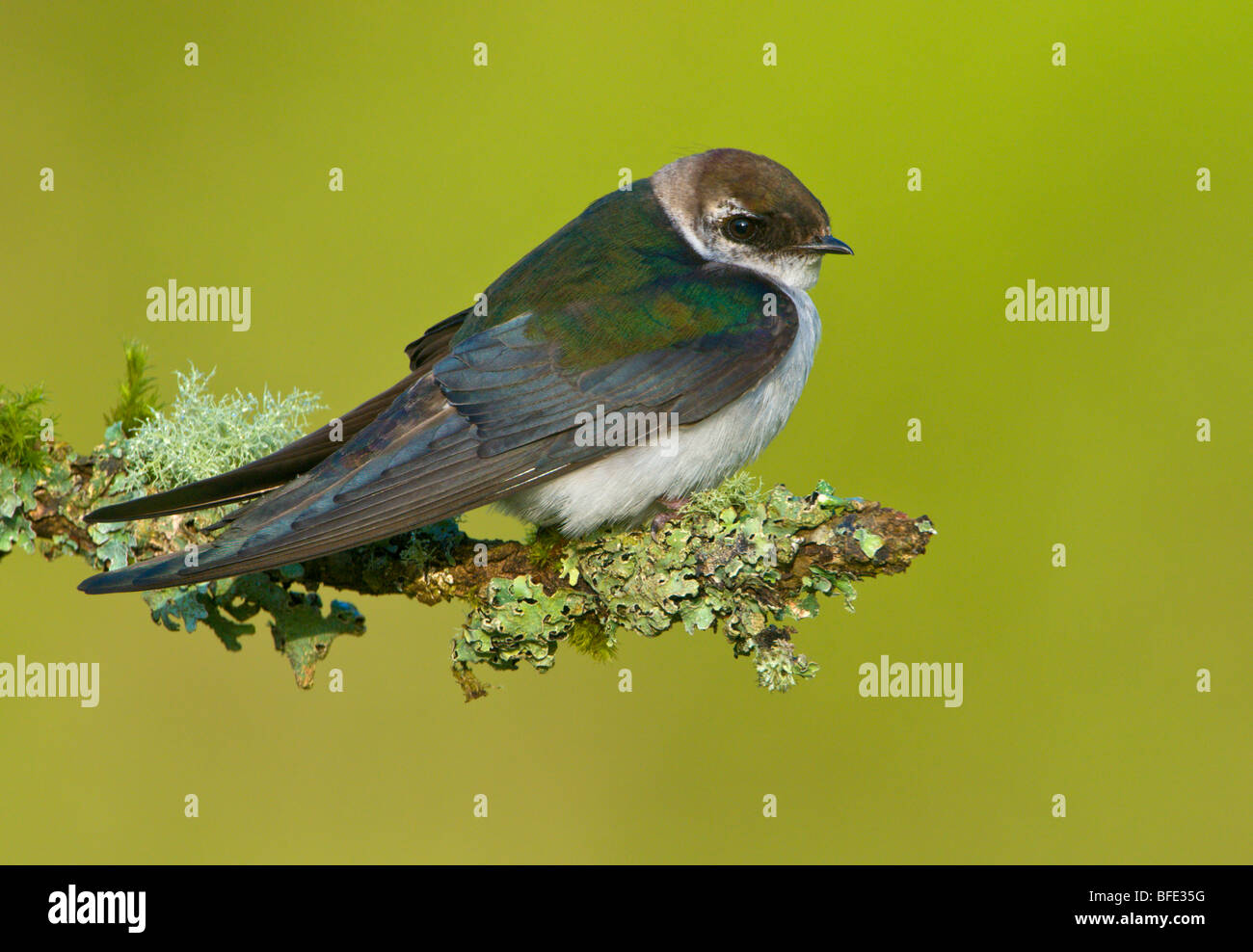 Female violet-green Swallow (Tachycineta thalassina) on perch, Victoria ...