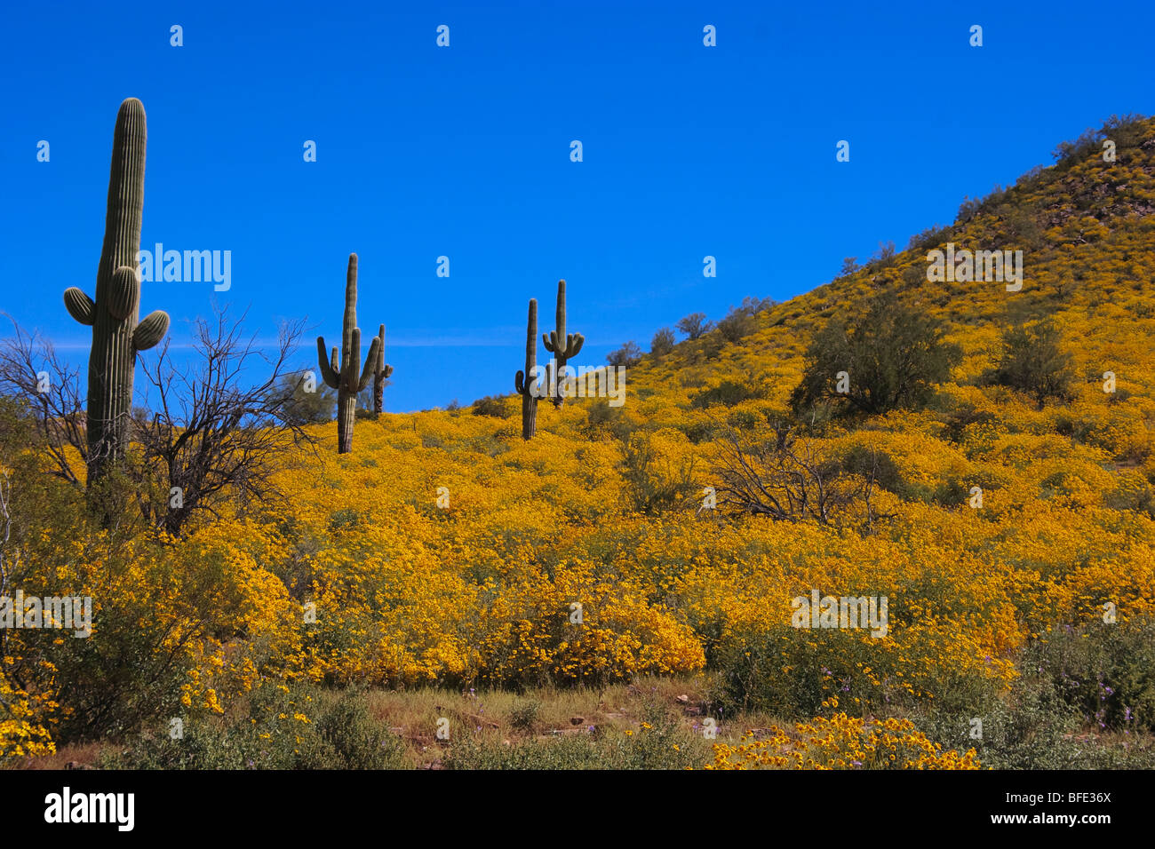 Wildflowers and mountains hi-res stock photography and images - Alamy
