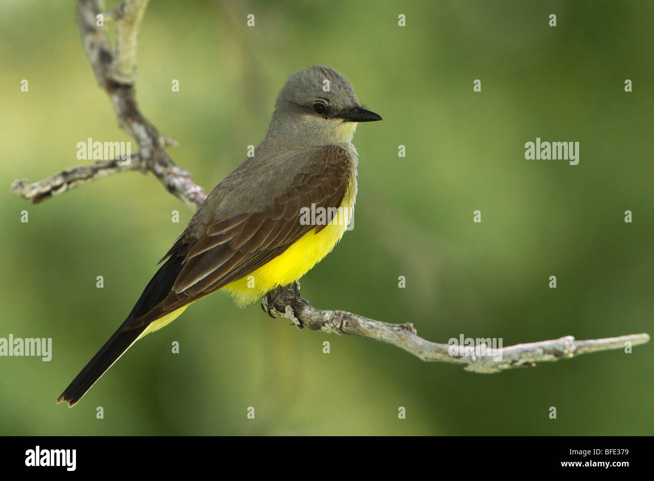 Western kingbird (Tyrannus verticalis) on perch at Potholes State Park ...