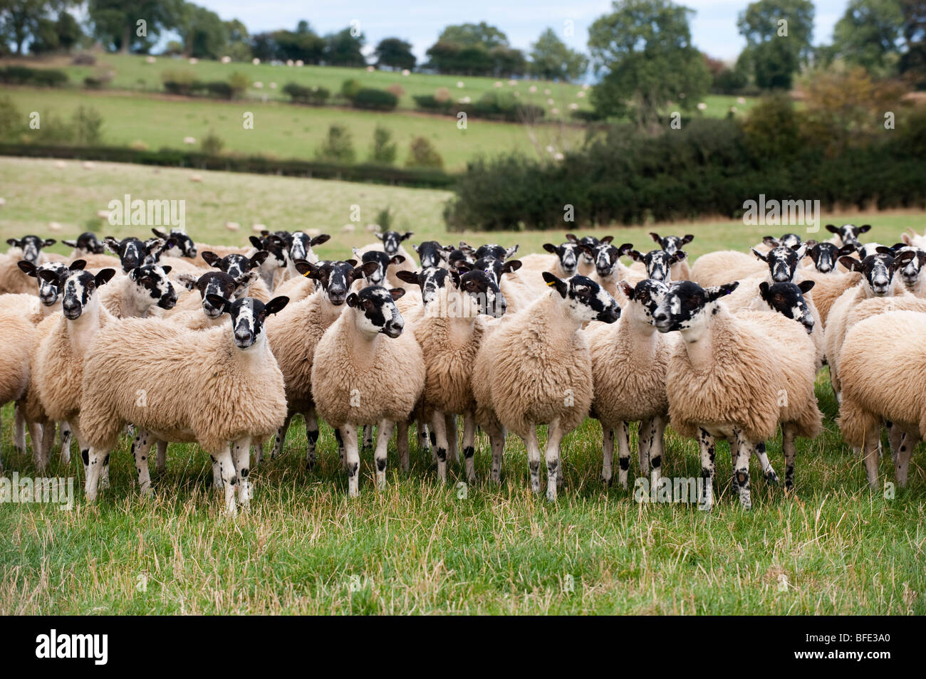 Mule gimmer lambs ready for sale Stock Photo - Alamy