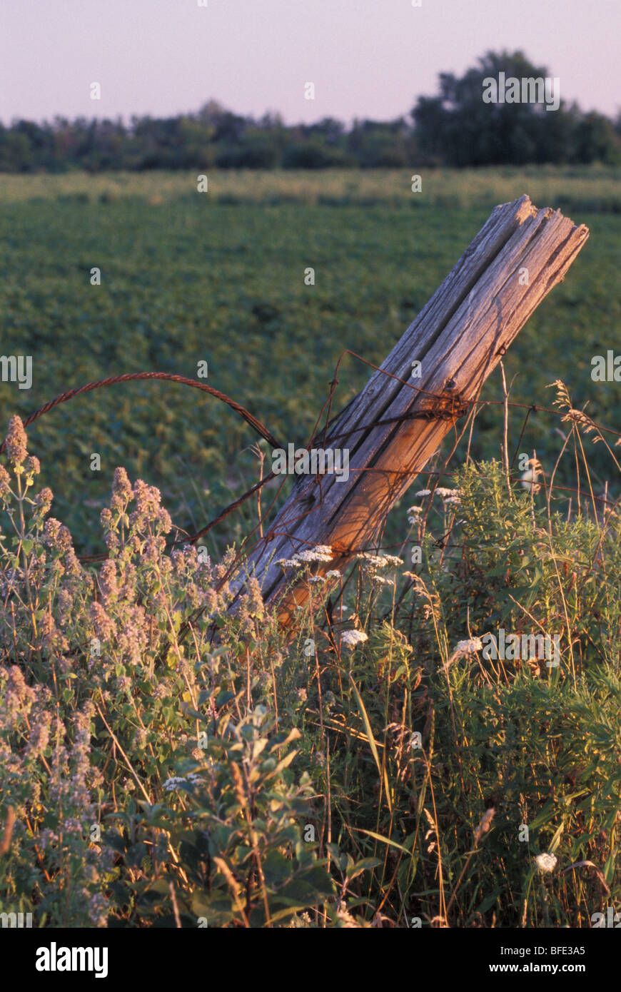 Leaning Farm Fence Post and Wire at Edge of Field Stock Photo - Alamy