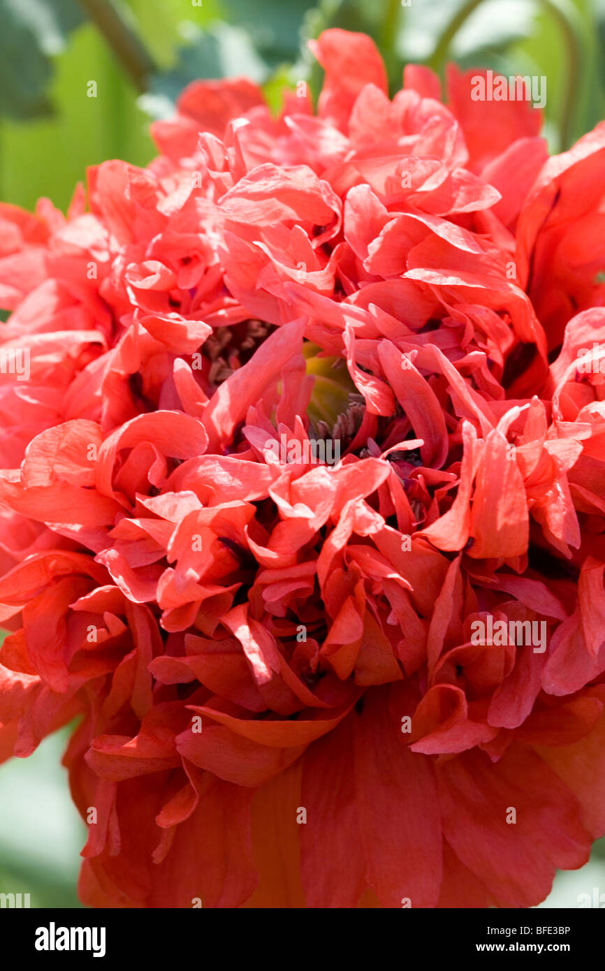 Papaver somniferum double red hi-res stock photography and images - Alamy