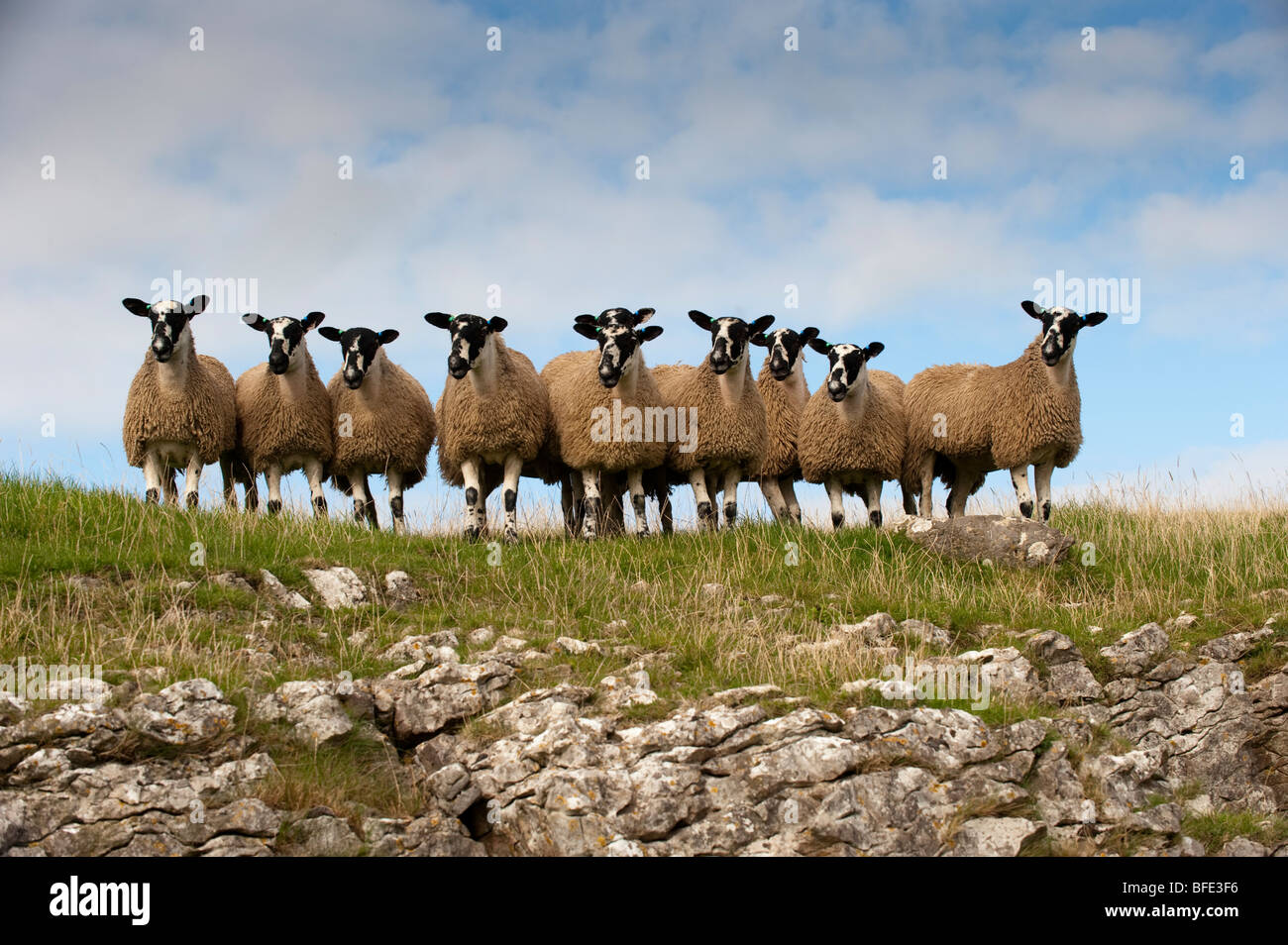 Mule gimmer lambs ready for sale Stock Photo - Alamy