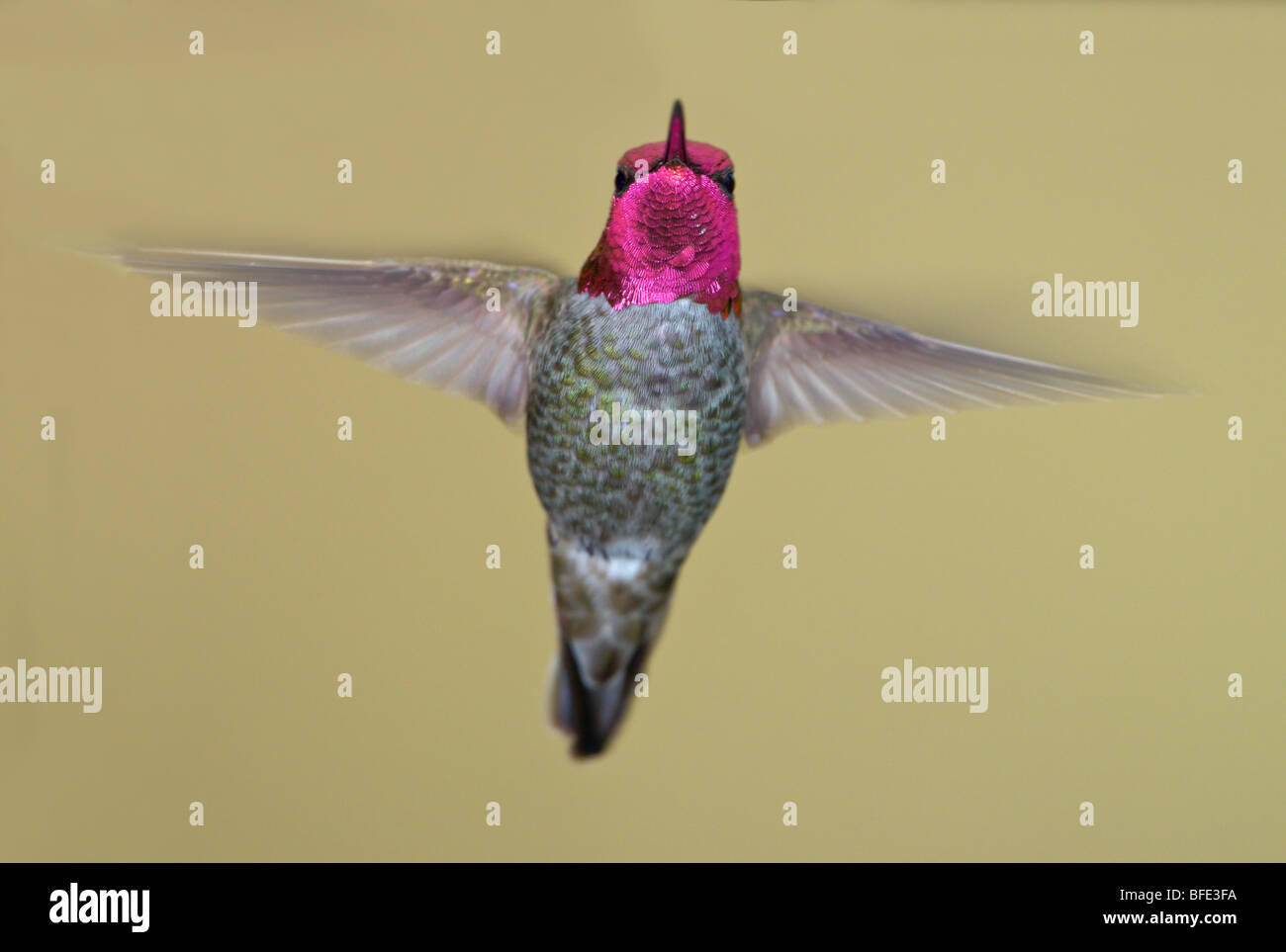 Male Anna's hummingbird (Calypte anna) in flight in Victoria, Vancouver ...