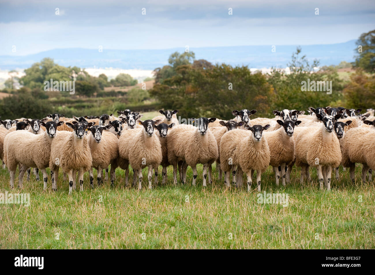 Mule gimmer lambs ready for sale Stock Photo - Alamy