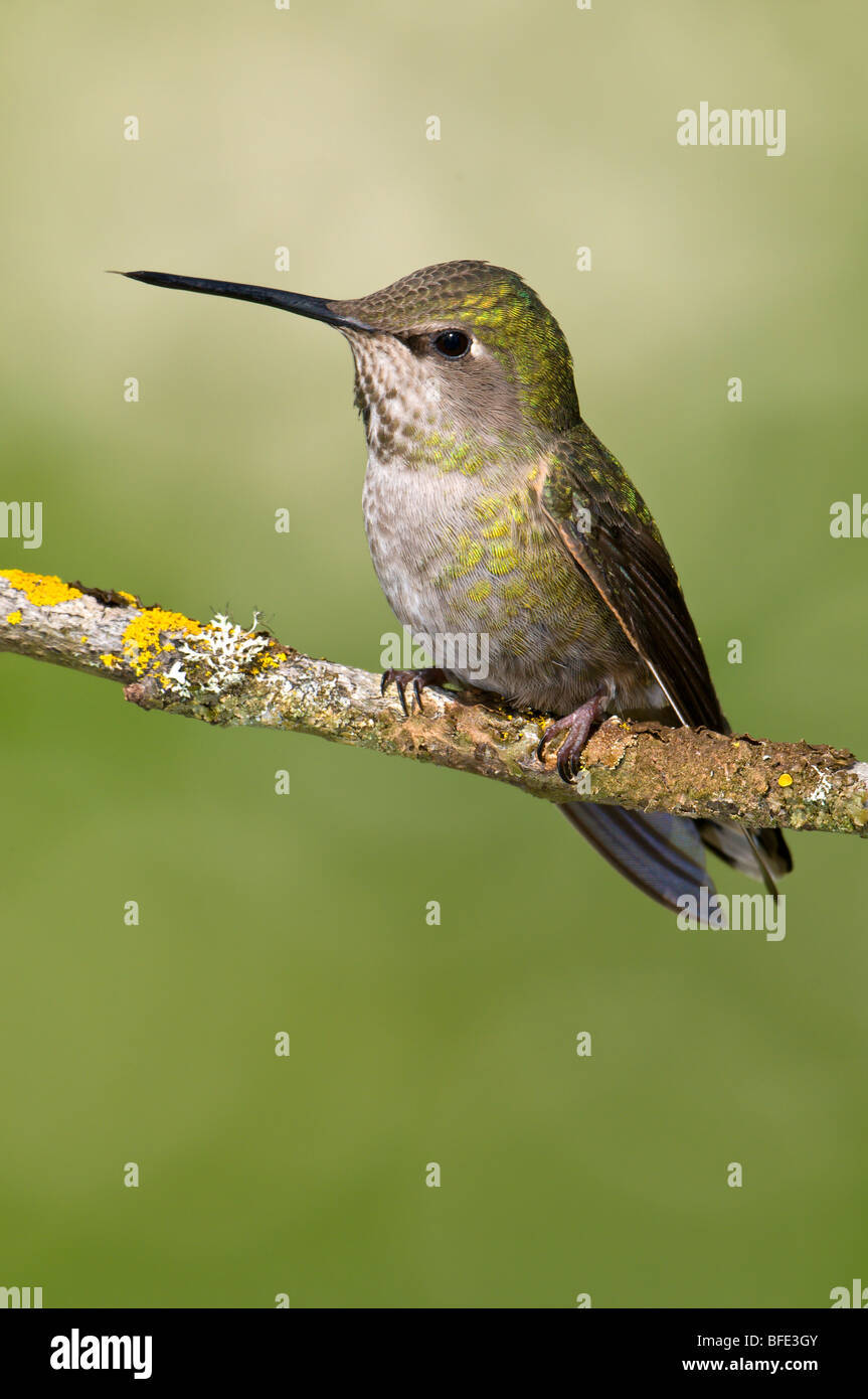 Female anna hummingbird hi-res stock photography and images - Alamy