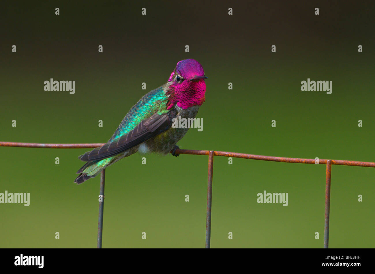 Male Anna's hummingbird (Calypte anna) on wire fence in Victoria ...