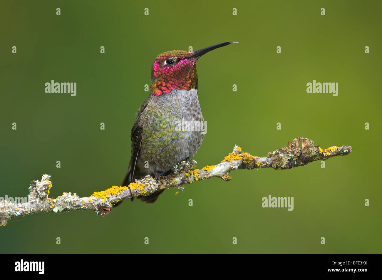 Male Anna's hummingbird (Calypte anna) on perch in Victoria, Vancouver ...