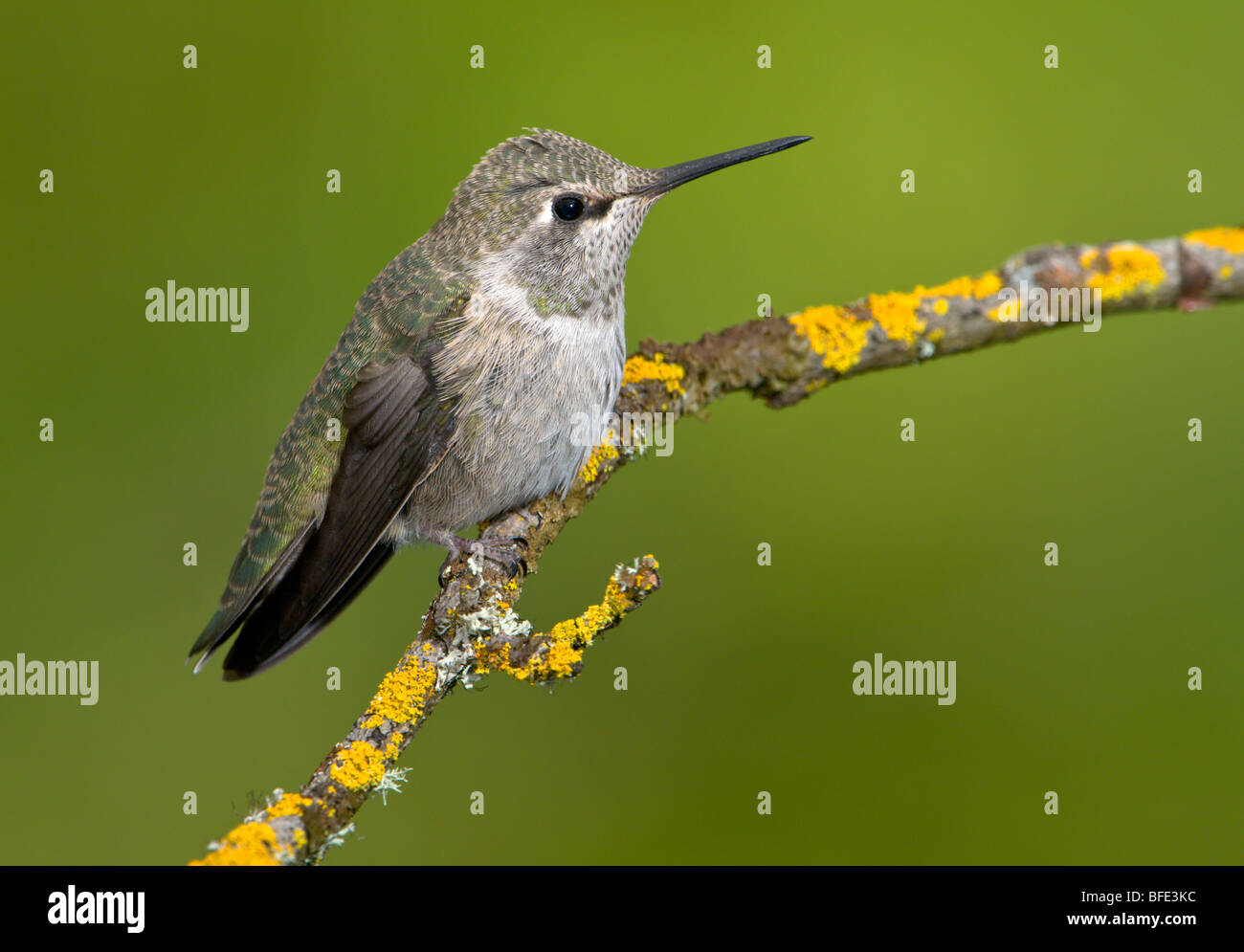 Female anna hummingbird hi-res stock photography and images - Alamy