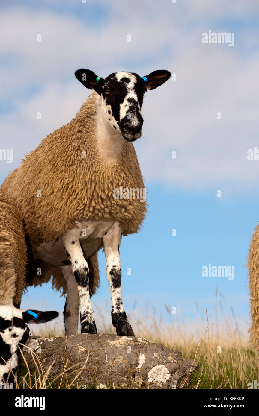 Mule gimmer lambs ready for sale Stock Photo - Alamy