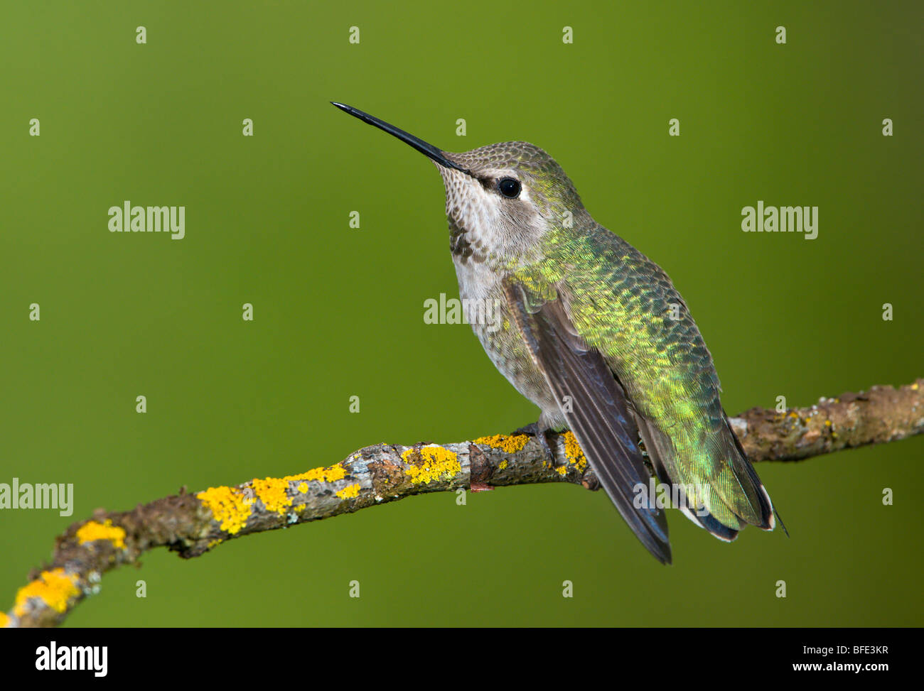 Female Anna's hummingbird (Calypte anna) on perch in Victoria ...