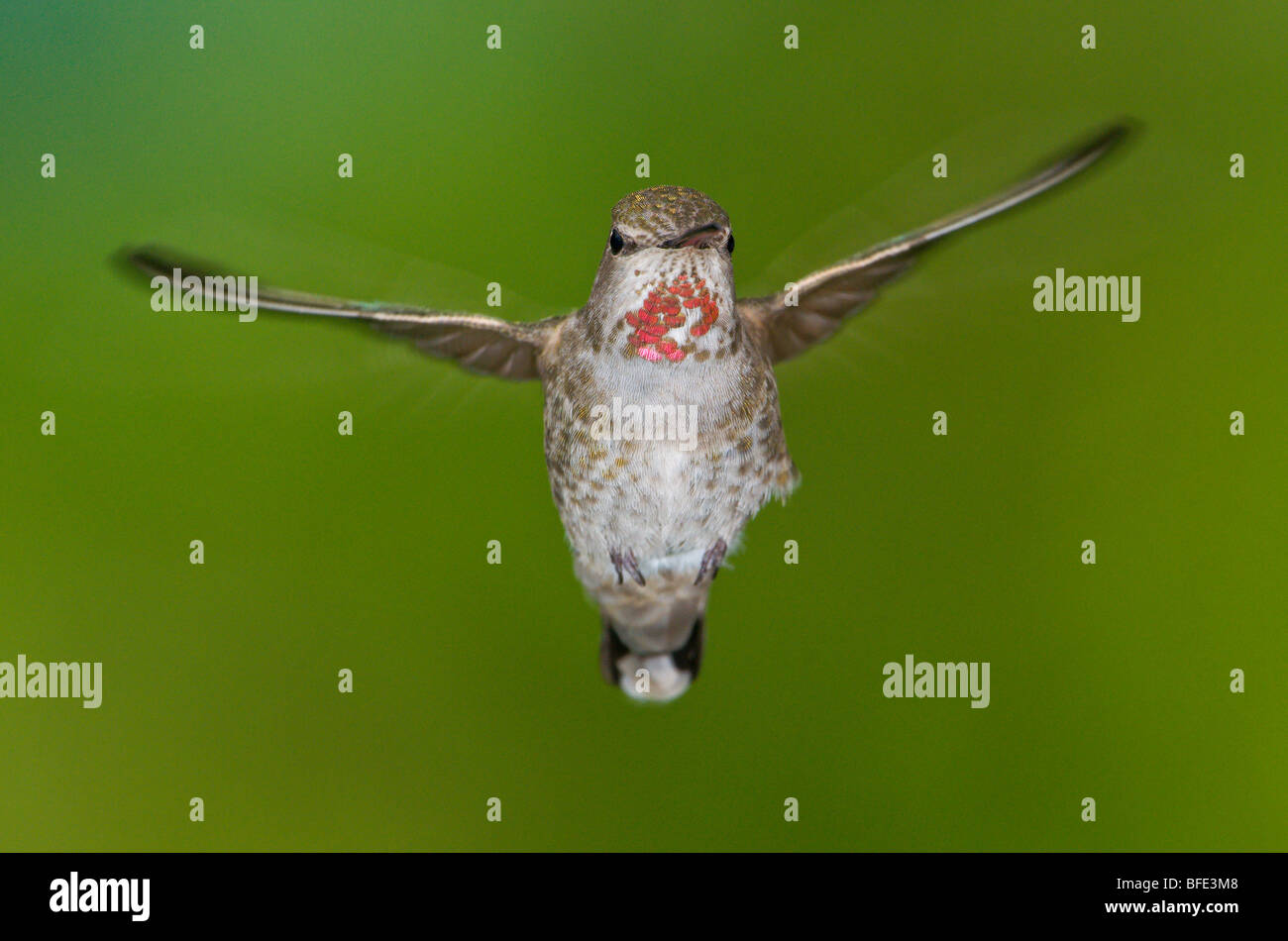 Anna's hummingbird (Calypte anna) in flight in Victoria, Vancouver ...