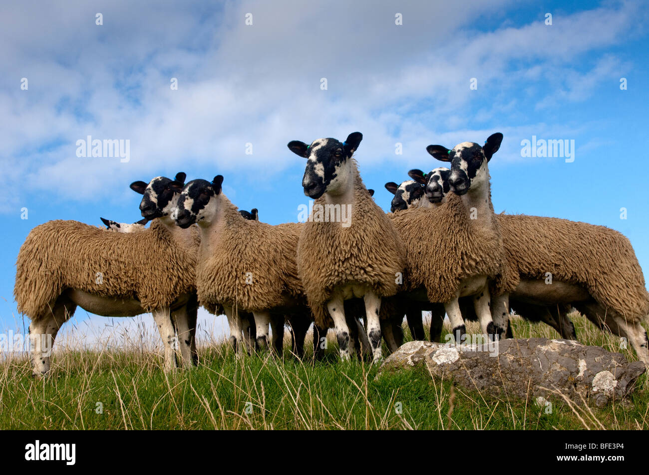 Mule gimmer lambs ready for sale Stock Photo - Alamy