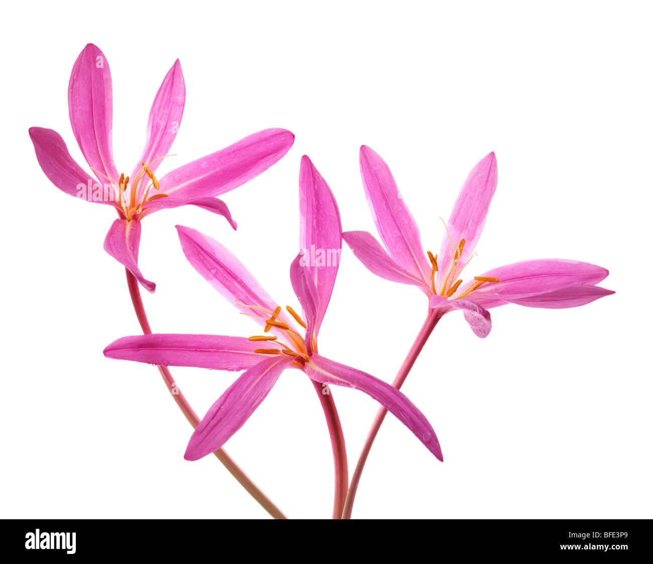 Three pink colchicum flowers on white background Stock Photo - Alamy