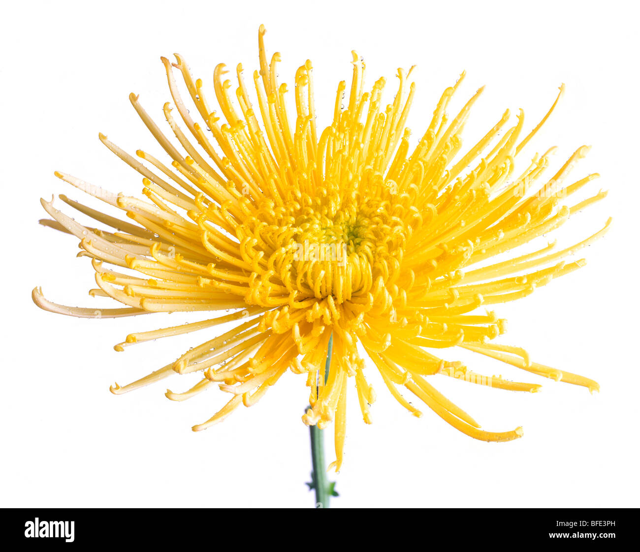 Yellow Chrysanthemum fuji flower with water droplets Stock Photo - Alamy