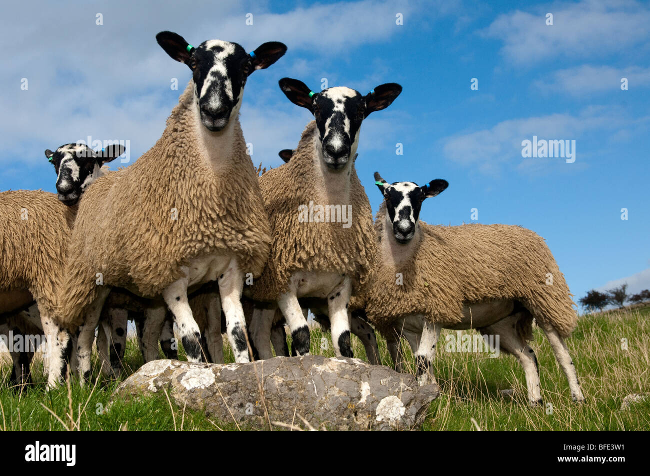 Gimmer ewe hi-res stock photography and images - Alamy