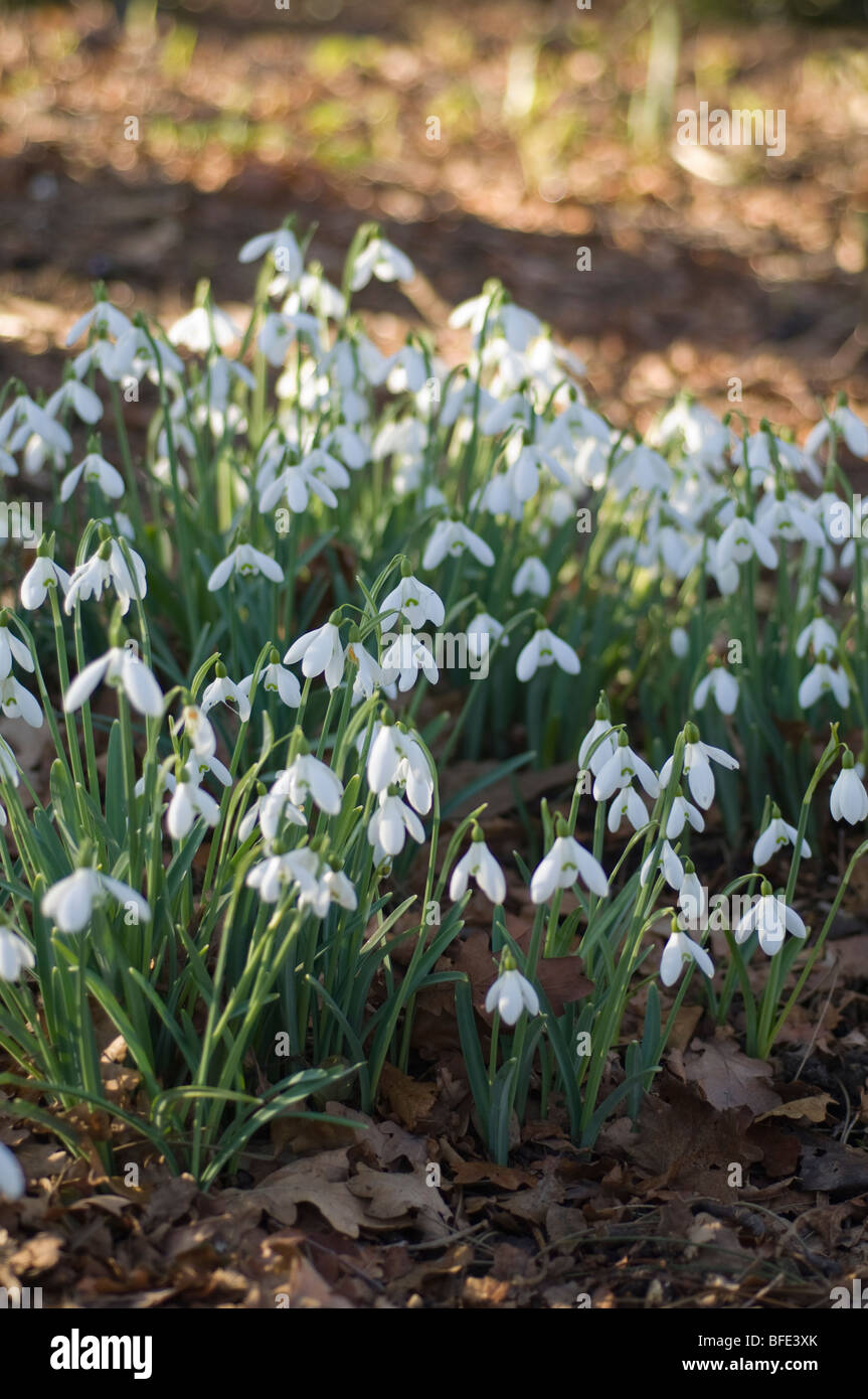 Snowdrops, Galanthus Magnet Stock Photo - Alamy